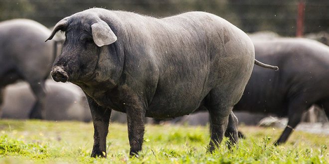 Porco-Ibérico no Brasil: Características e Fotos | Mundo Ecologia