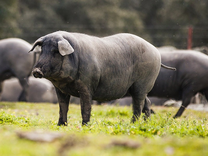 Porco-Ibérico no Brasil: Características e Fotos | Mundo Ecologia
