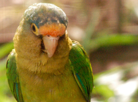 Reprodução das Maritacas, Filhotes e Tempo de Gestação – Mundo Ecologia