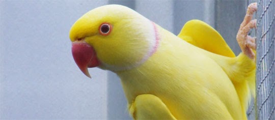 Reprodução das Maritacas, Filhotes e Tempo de Gestação – Mundo Ecologia