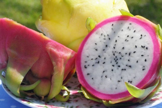 Pitanga Pitaia ou Pitaya: Fotos e Características | Mundo Ecologia