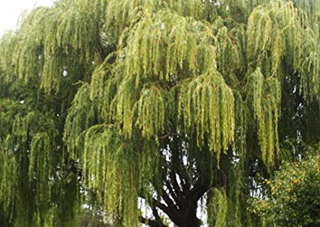 Árvore Chorãozinho: Características, Fotos e Nome Cientifico | Mundo ...