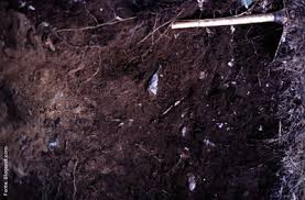 Onde Podemos Encontrar o Solo Humífero? – Mundo Ecologia