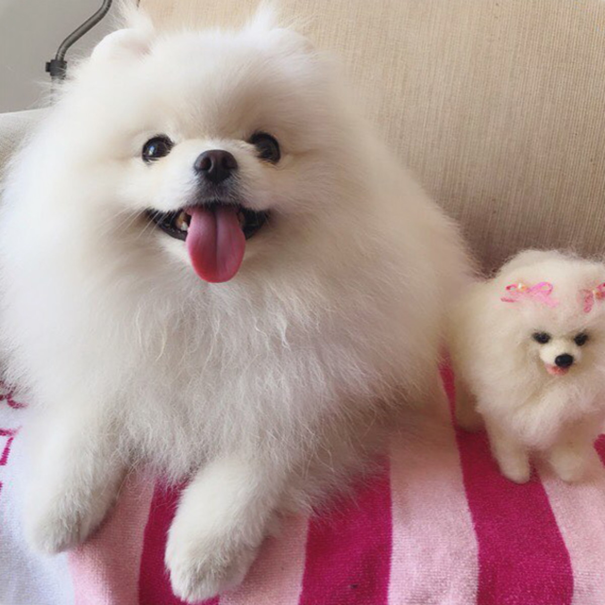 Spitz Alemão: Características do Mini, Fotos e Cores | Mundo Ecologia