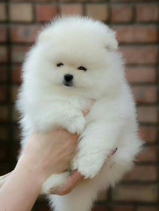 Spitz Alemão: Características do Mini, Fotos e Cores | Mundo Ecologia