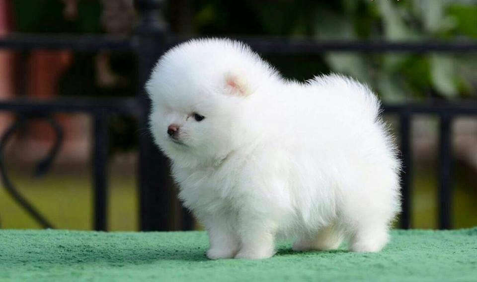 Spitz Alemão: Características do Mini, Fotos e Cores | Mundo Ecologia