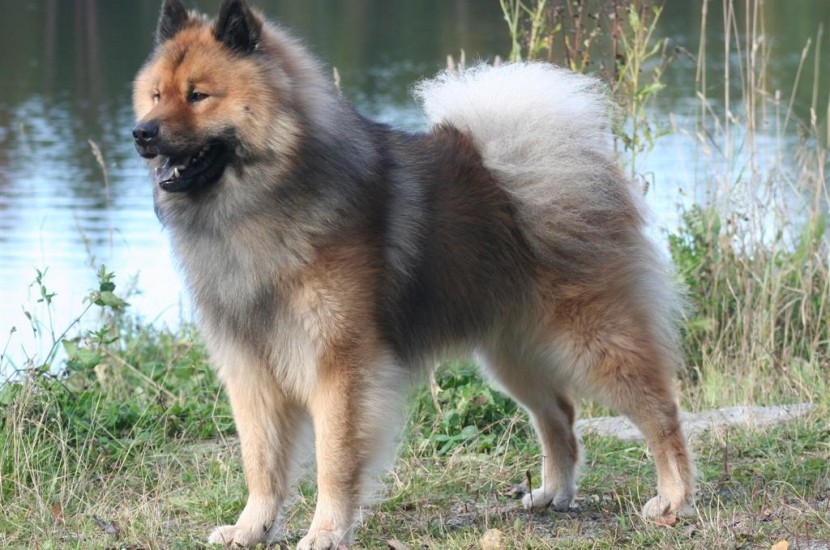 Spitz Alemão Eurasier: Tamanho, Fotos e Temperamento | Mundo Ecologia