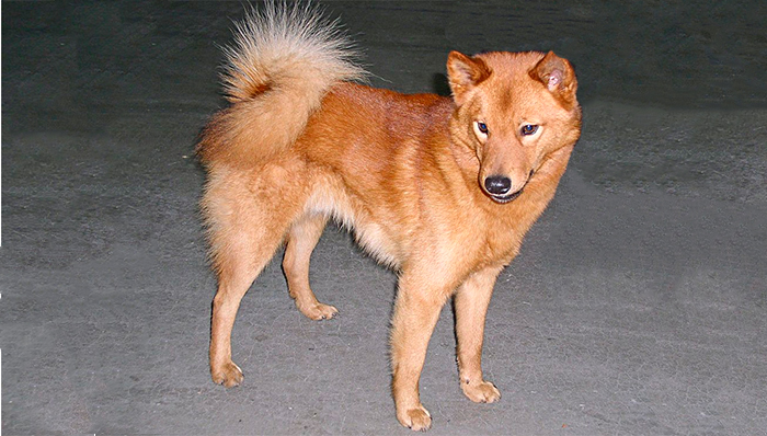 Spitz Finlandês: Tamanho, Mini, Fotos E Cores | Mundo Ecologia