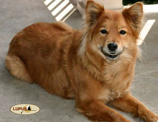 Spitz Finlandês: Tamanho, Mini, Fotos E Cores | Mundo Ecologia