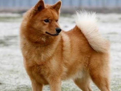Spitz Finlandês: Tamanho, Mini, Fotos E Cores | Mundo Ecologia