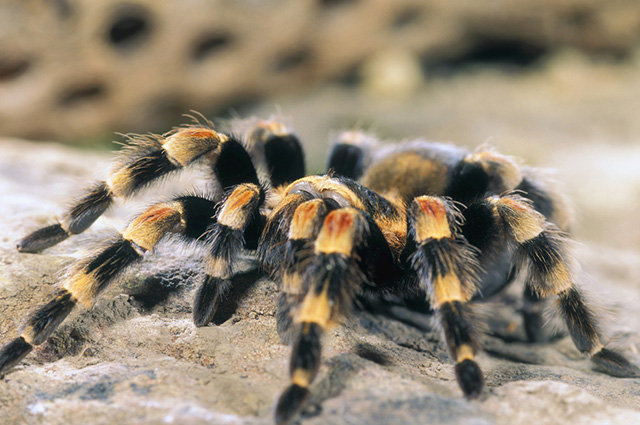 Tarântula Criação Doméstica, Alimentação e Outras Curiosidades | Mundo ...