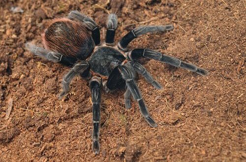 Tarântula Criação Doméstica, Alimentação e Outras Curiosidades | Mundo ...
