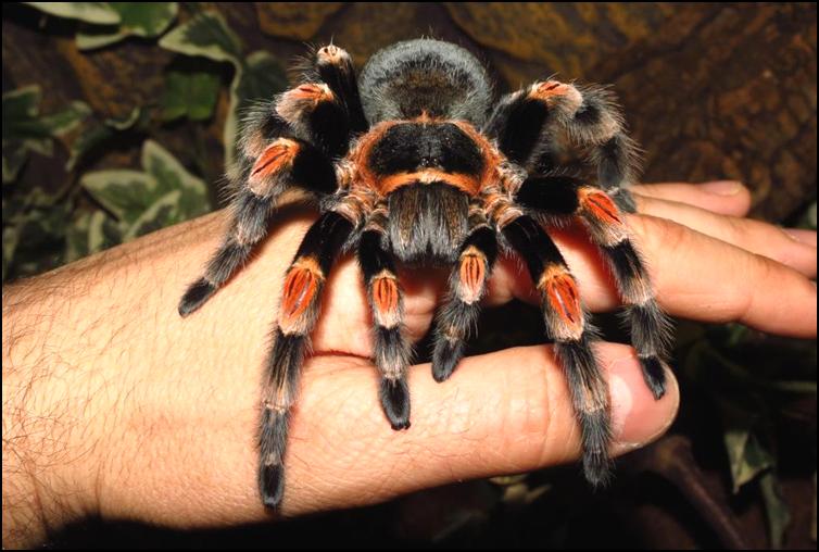 O Que a Tarântula Come? Como é a Sua Alimentação? | Mundo Ecologia