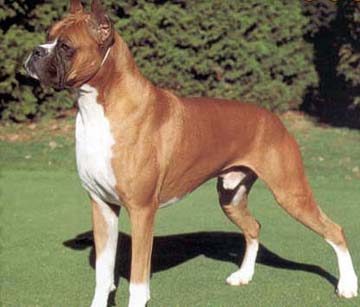 Cachorro Boxer Tigrado Reverso: Fotos, Cuidados e Filhotes – Mundo Ecologia