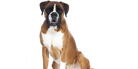 Cachorro Boxer Tigrado Reverso: Fotos, Cuidados e Filhotes – Mundo Ecologia