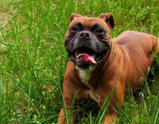 Cachorro Boxer Tigrado Reverso: Fotos, Cuidados e Filhotes | Mundo Ecologia