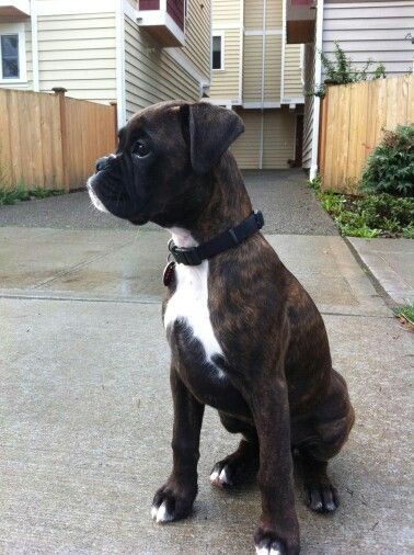 Cachorro Boxer Tigrado Reverso: Fotos, Cuidados e Filhotes – Mundo Ecologia