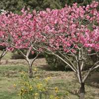 Árvore Pessegueiro: Cultivo, Como Plantar e Fazer Mudas | Mundo Ecologia