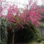 Árvore Pessegueiro: Cultivo, Como Plantar e Fazer Mudas | Mundo Ecologia