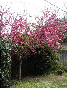 Árvore Pessegueiro: Cultivo, Como Plantar e Fazer Mudas | Mundo Ecologia