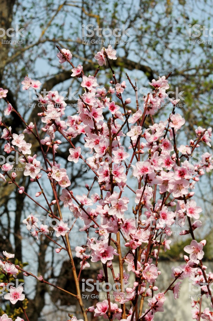 Árvore Pessegueiro: Cultivo, Como Plantar e Fazer Mudas | Mundo Ecologia