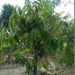 Árvore da Fruta Condessa: Raiz, Folhas e Morfologia | Mundo Ecologia