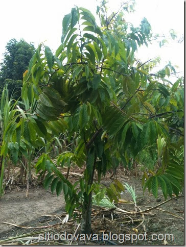 Árvore da Fruta Condessa: Raiz, Folhas e Morfologia | Mundo Ecologia