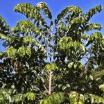 Árvore da Fruta Condessa: Raiz, Folhas e Morfologia | Mundo Ecologia