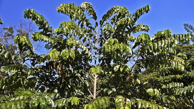 Árvore da Fruta Condessa: Raiz, Folhas e Morfologia | Mundo Ecologia