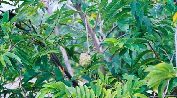 Árvore da Fruta Condessa: Raiz, Folhas e Morfologia | Mundo Ecologia