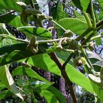 Árvore da Fruta Condessa: Raiz, Folhas e Morfologia | Mundo Ecologia