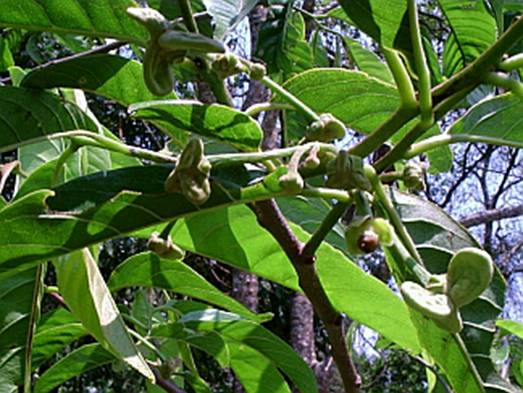 Árvore da Fruta Condessa: Raiz, Folhas e Morfologia | Mundo Ecologia