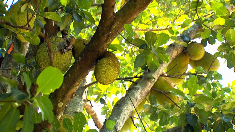 Como Abrir e Limpar Uma Jaca? Qual é a Época da Jaca? – Mundo Ecologia