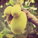 Como Abrir e Limpar Uma Jaca? Qual é a Época da Jaca? – Mundo Ecologia