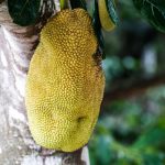 Como Abrir e Limpar Uma Jaca? Qual é a Época da Jaca? – Mundo Ecologia