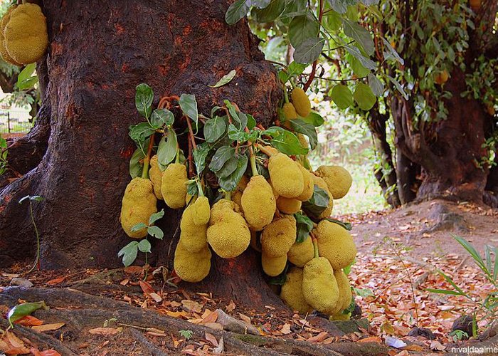 Como Abrir e Limpar Uma Jaca? Qual é a Época da Jaca? – Mundo Ecologia