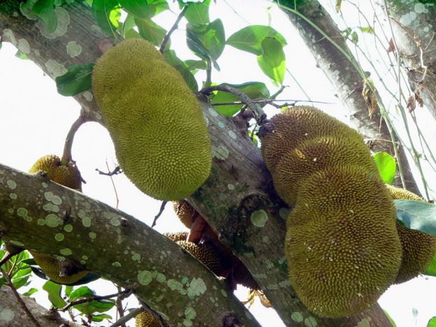 Como Abrir e Limpar Uma Jaca? Qual é a Época da Jaca? – Mundo Ecologia