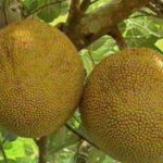 Como Abrir e Limpar Uma Jaca? Qual é a Época da Jaca? – Mundo Ecologia