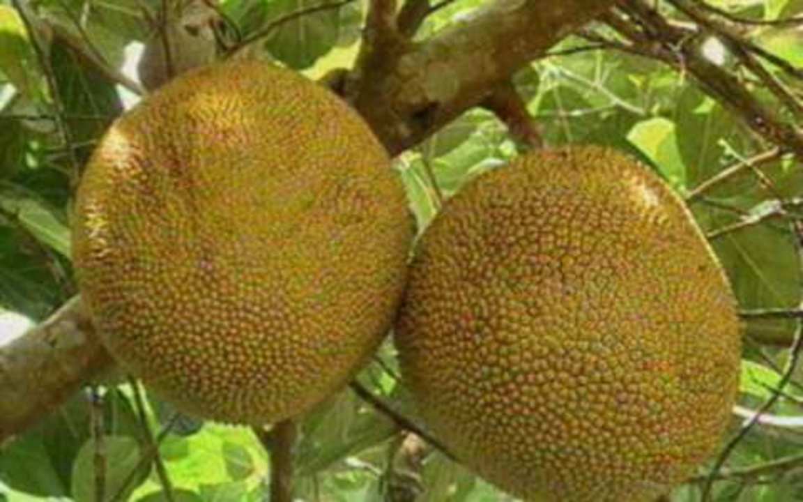 Como Abrir e Limpar Uma Jaca? Qual é a Época da Jaca? – Mundo Ecologia