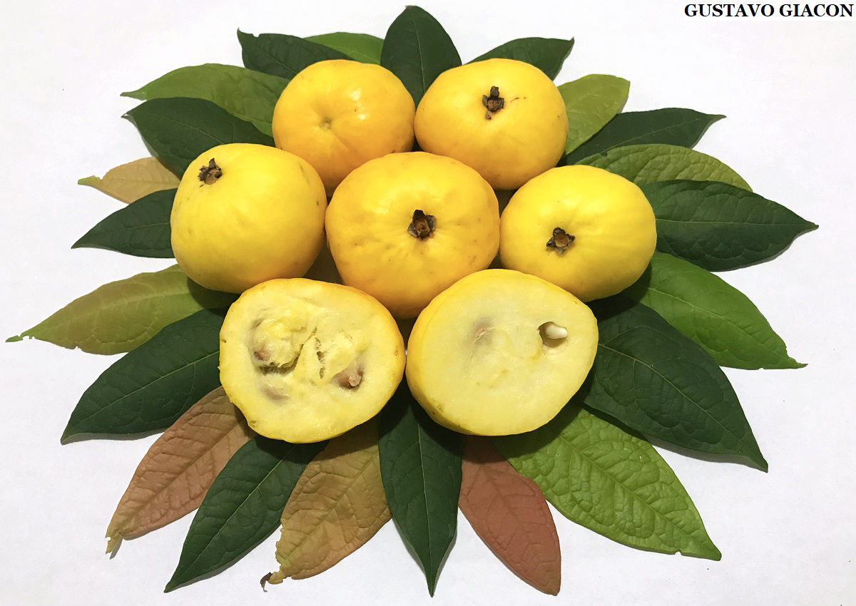 Araça-Pera: Pé, Características, Benefícios e Nome Científico – Mundo ...