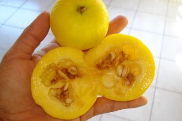 Araça-Pera: Pé, Características, Benefícios e Nome Científico – Mundo ...