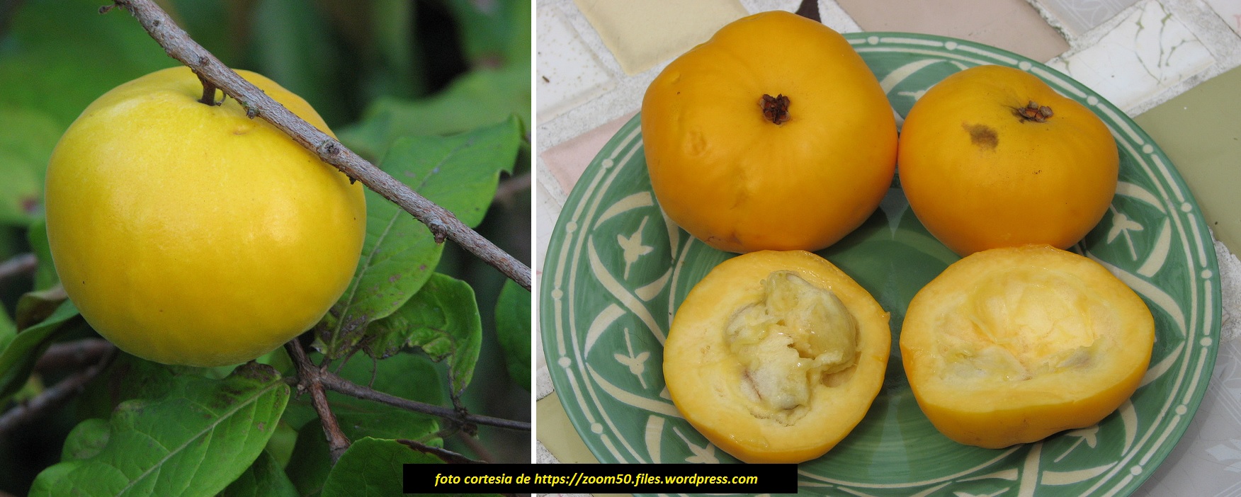 Araça-Pera: Pé, Características, Benefícios e Nome Científico – Mundo ...