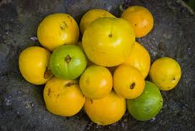 Araça-Pera: Pé, Características, Benefícios e Nome Científico – Mundo ...