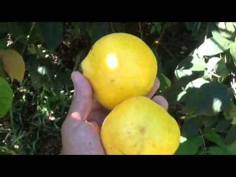 Araça-Pera: Pé, Características, Benefícios e Nome Científico – Mundo ...