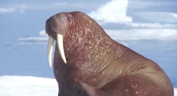 Curiosidades da Morsa e Fatos Interessantes | Mundo Ecologia