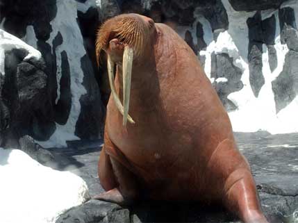 Morsa Ataca o Ser Humano? Elas São Perigosas? | Mundo Ecologia