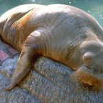 Morsa Ataca o Ser Humano? Elas São Perigosas? | Mundo Ecologia