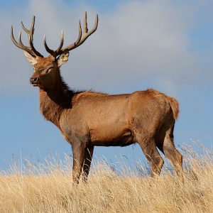 Alce Animal Curiosidades E Fatos Interessantes – Mundo Ecologia