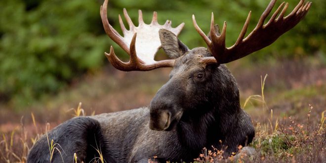 Alce Animal Curiosidades E Fatos Interessantes | Mundo Ecologia