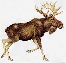 Animal Alce: Tamanho, Peso, Altura e Ficha Técnica | Mundo Ecologia